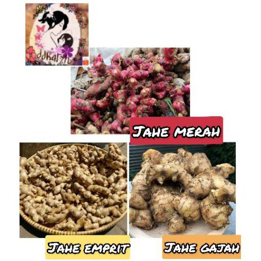 Jual 500gr Jahe merah besar/jahe gajah super/jahe emprit /seger/utuh/ | Shopee Indonesia