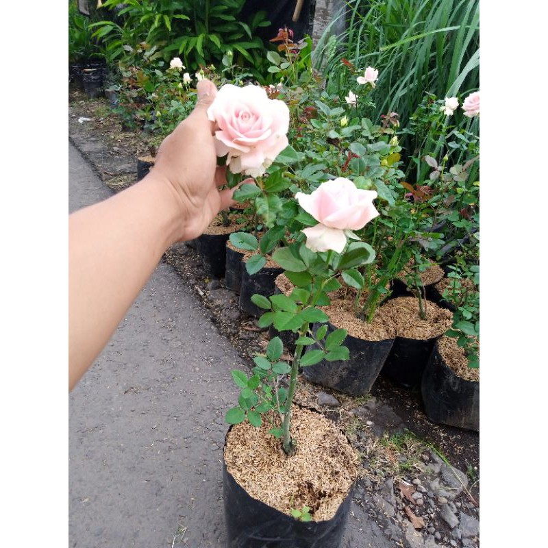 Jual pohon mawar pohon sudah besar | Shopee Indonesia
