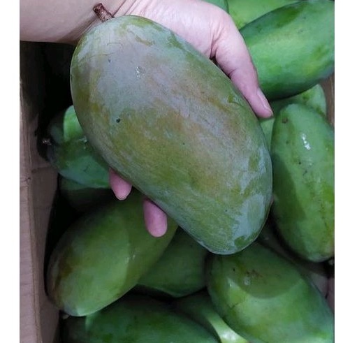 Jual Mangga Kiojay Per buah | Shopee Indonesia