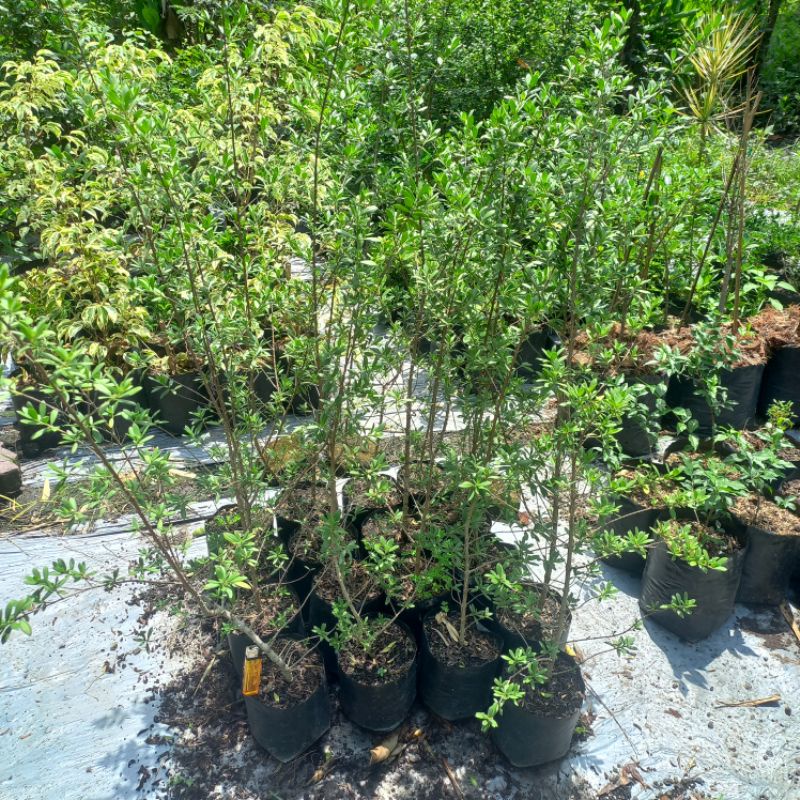 Jual Santigi stigi 1 Tinggi Meteran Bahan Bonsai Tanaman Hias Murah ...