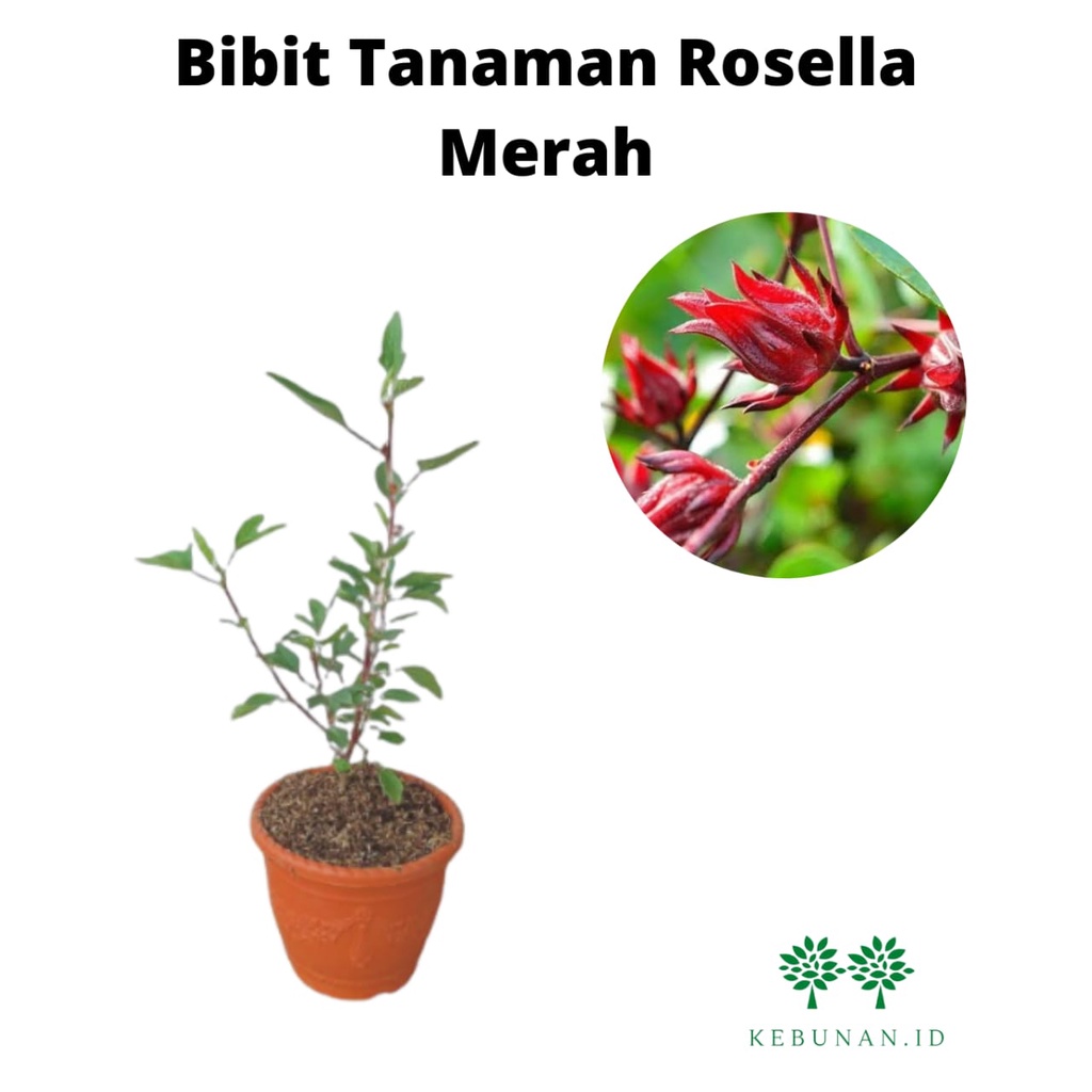 Jual Bibit Rosella Merah/ Tanaman Rosella Merah | Shopee Indonesia