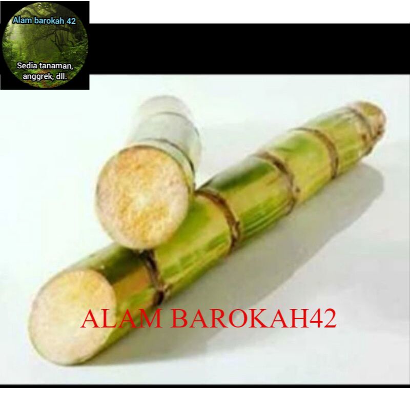 Jual bibit tebu kuning manis siap tanam | Shopee Indonesia