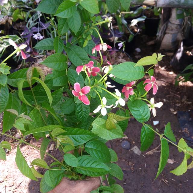 Jual Melati belanda Holland | Shopee Indonesia