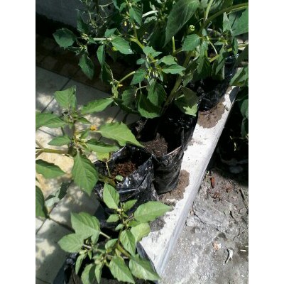 Jual Tanaman Obat Ciplukan ~Tumbuhan Cecendet~Minimal order 4 pohon ...