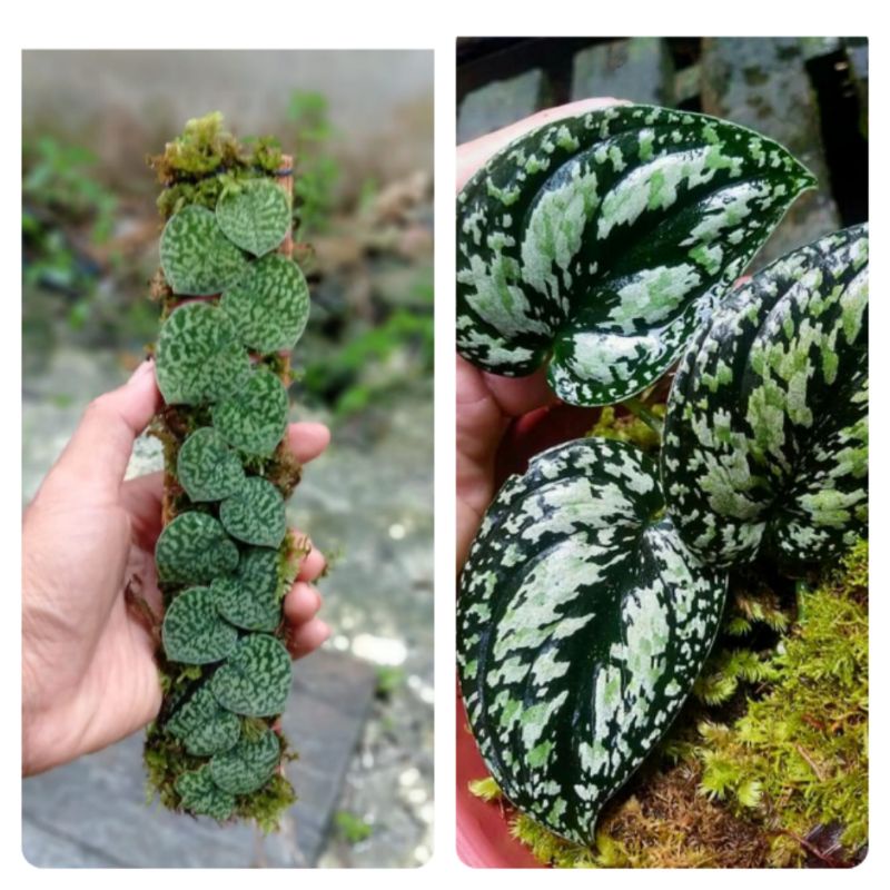 Jual SI FICTUS HASSK DAN SCINDAFSUS TRI COLOR | Shopee Indonesia