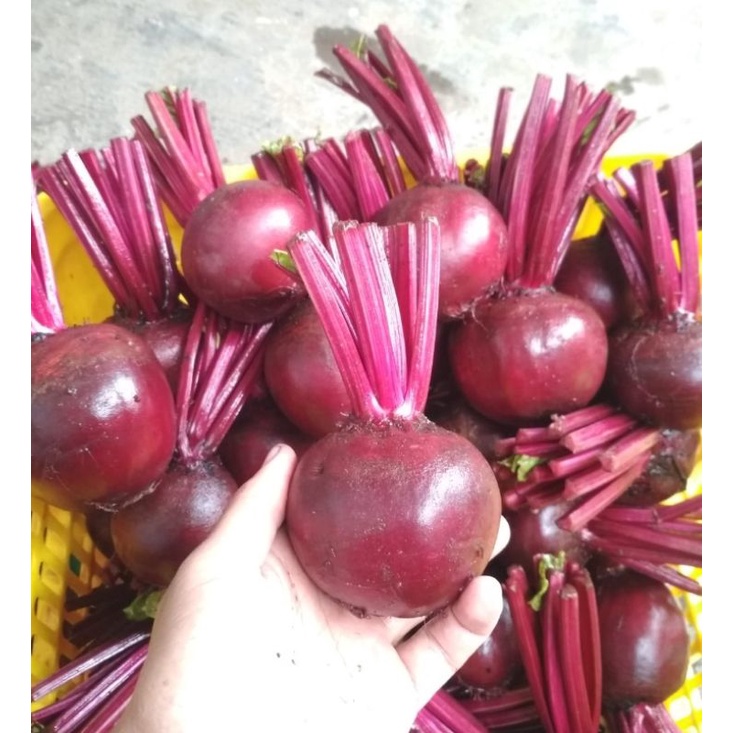 Jual buah bit beetroot fresh 1 kg langsung dari kebun | Shopee Indonesia