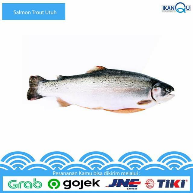Jual Salmon Trout Utuh / Salmon Whole / Salmon ekoran | Shopee Indonesia