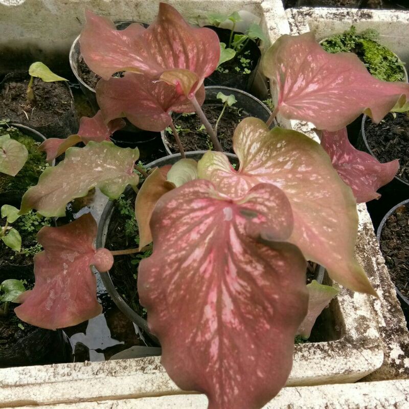 Jual Bibit Caladium Batik Api ~ Caladium wayang | Shopee Indonesia