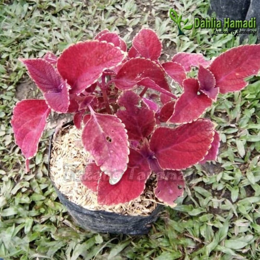 Jual MIANA MERAH TANAMAN HIAS MIANA HIASAN DEKORASI HALAMAN RUMAH ...