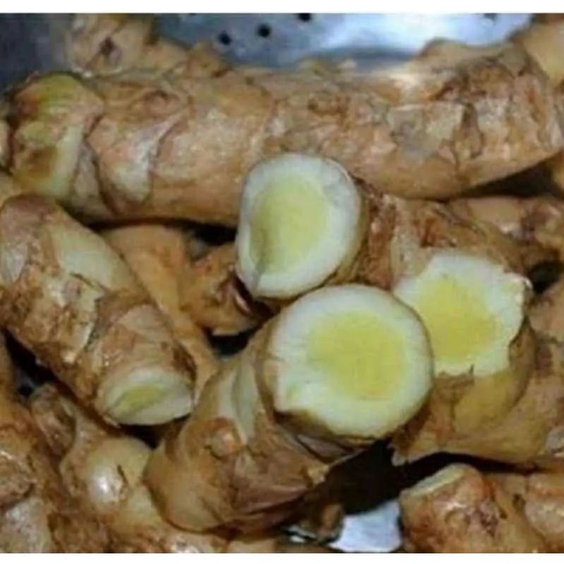 Jual BumiExotic Temu mangga presh 1 kg herbal | Shopee Indonesia