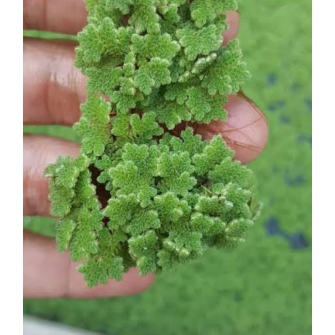 Jual bibit azolla 1kg benih azola termurah | Shopee Indonesia