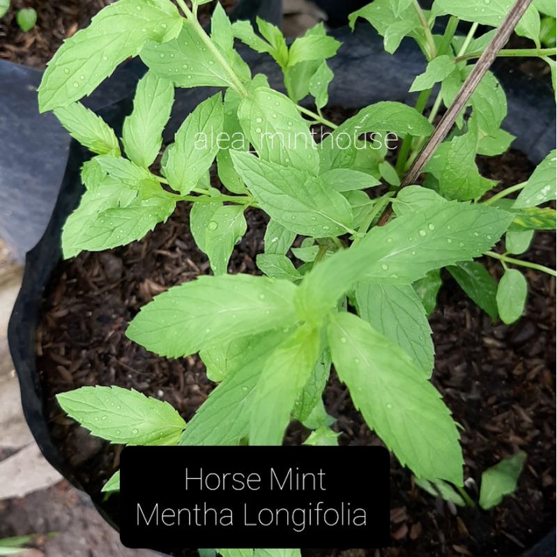 Jual Horse Mint - Mentha Longifolia | Shopee Indonesia