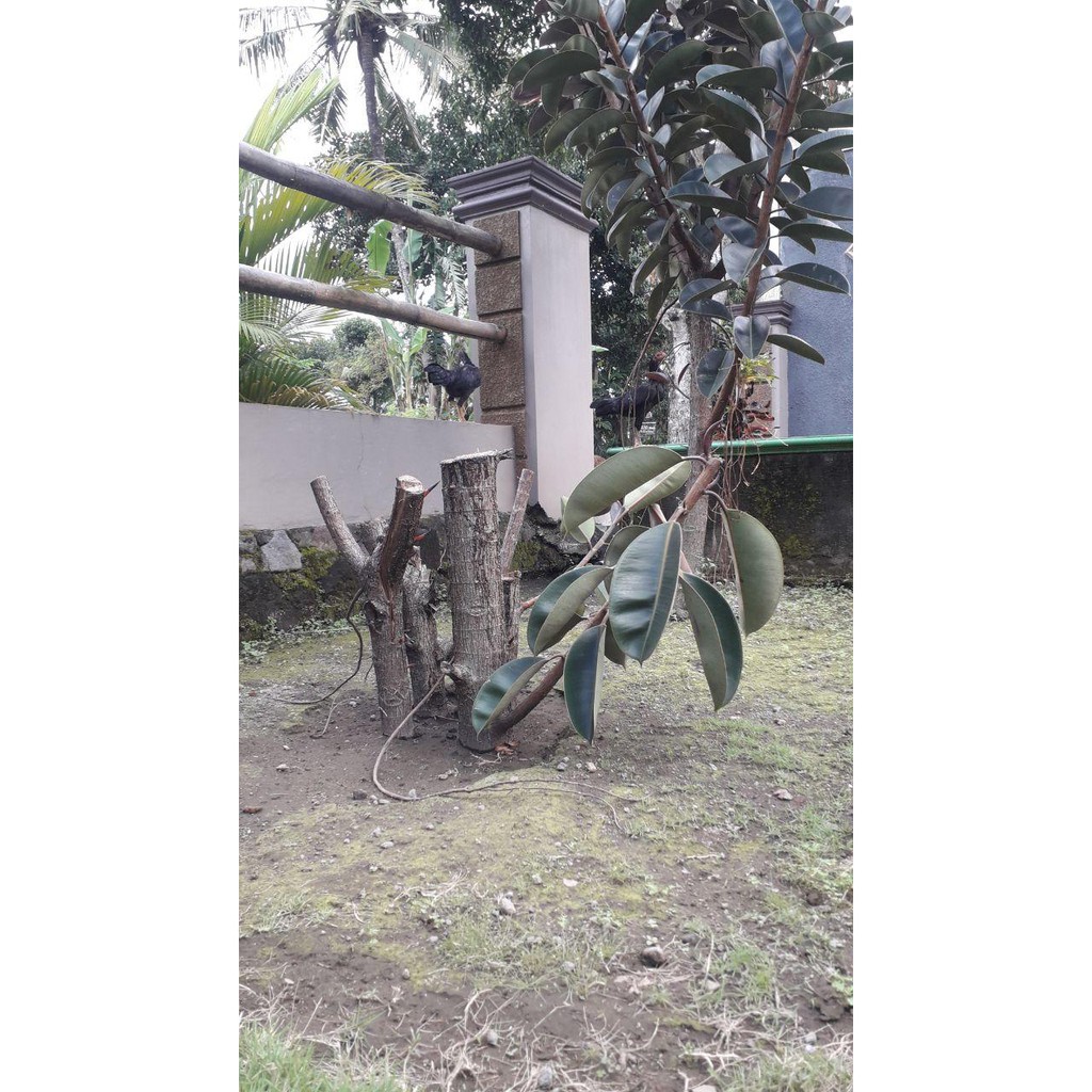 Jual Tanaman Ficus elastica kerdil | Shopee Indonesia