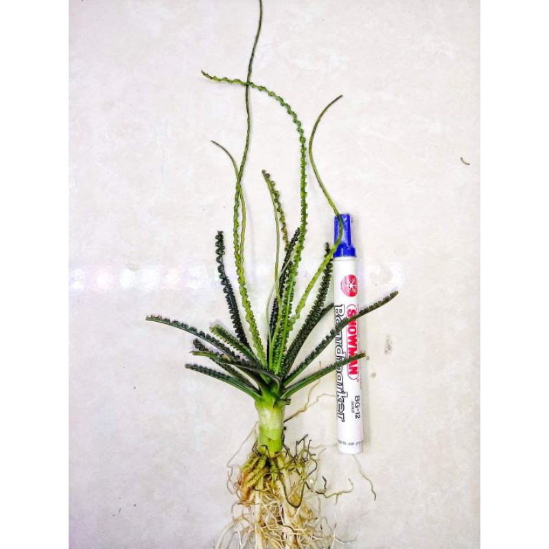 Jual GIANT crinum clamis MP tropika | Shopee Indonesia