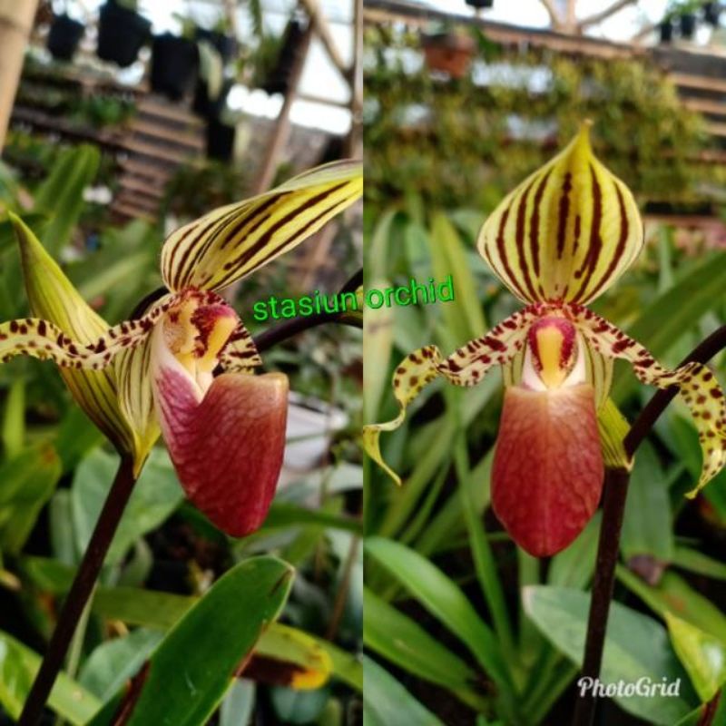 Jual anggrek paphio papio paphiopedilum supardii dewasa siap bunga ...