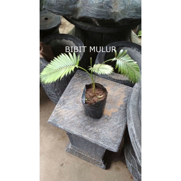 Jual Bibit Palem Mini | Shopee Indonesia