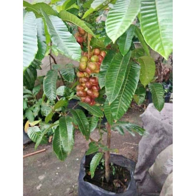 Jual bibit matoa super dan siap berbuah | Shopee Indonesia