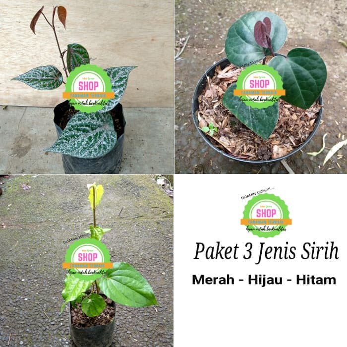 Jual Paket 3 Bibit Daun Sirih - Sirih Merah - Sirih Hitam - Sirih Hijau ... Jual Paket 3 Bibit Daun Sirih - Sirih Merah - Sirih Hitam - Sirih Hijau ...