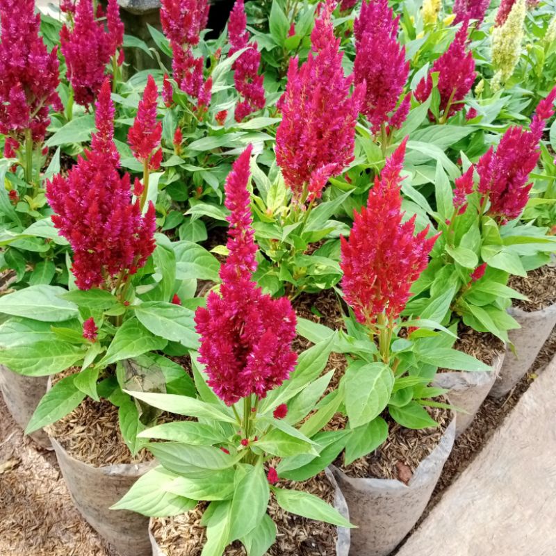 Jual Tanaman Hias Jengger Ayam Celosia | Shopee Indonesia