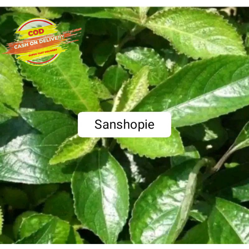 Jual keji beling Daun kibeling Daun Kji beling Daun Pecah Beling Per 1 ... Jual keji beling Daun kibeling Daun Kji beling Daun Pecah Beling Per 1 ...
