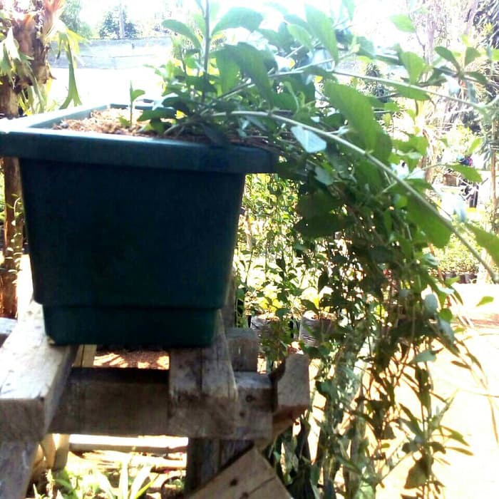 Jual Tanaman Menjuntai Li Kwan yu atau Lee kwan yew | Shopee Indonesia