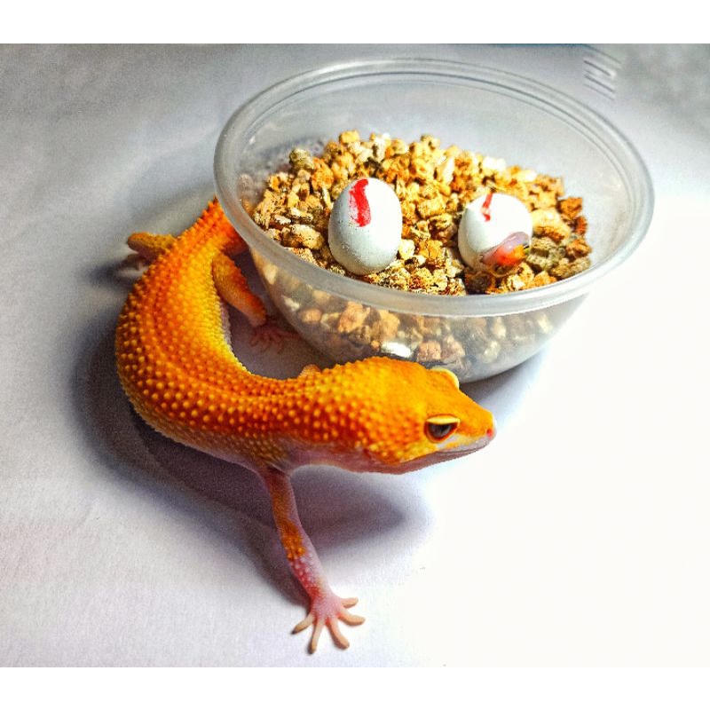 Jual Media penetasan telur gecko ( kotak+vermiculate) | Shopee Indonesia