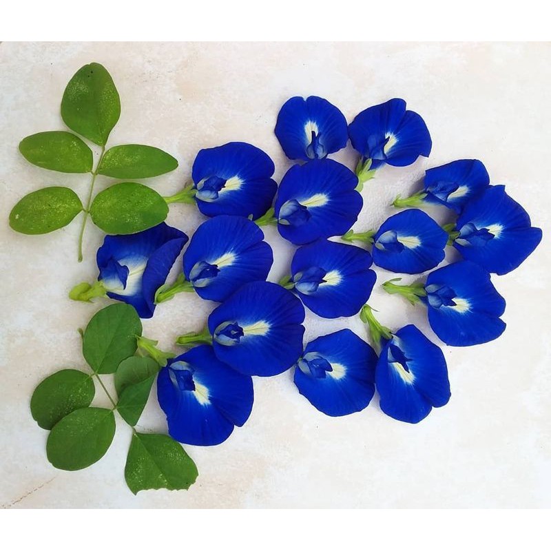 Jual Tanaman Herbal Bunga Telang / Tanaman Kembang Teleng Herbal ...