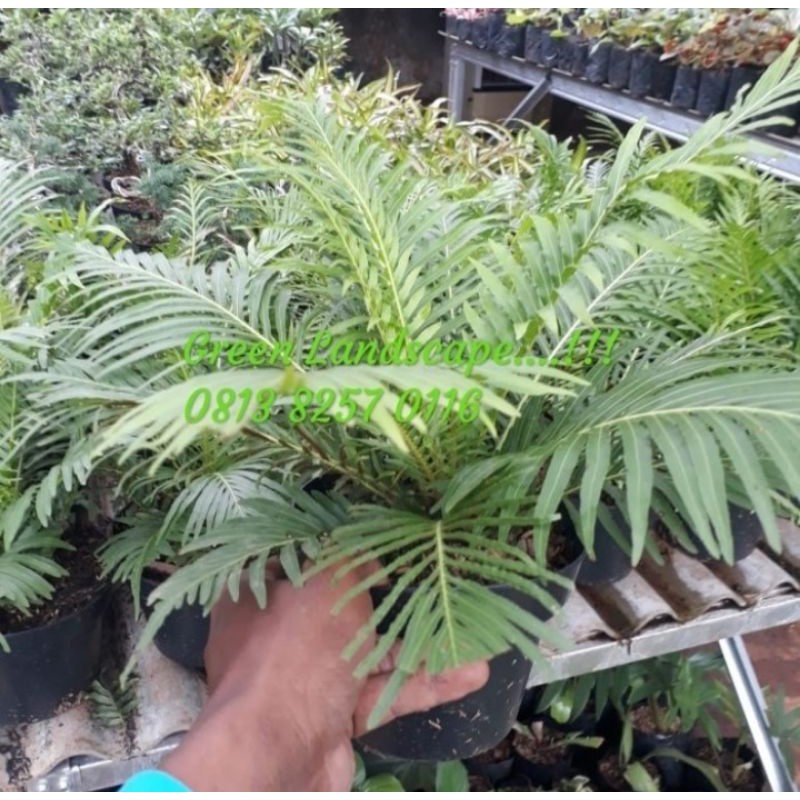 Jual Pohon Pakis Blechnum Tanaman Hias Pakis Blachnum | Shopee Indonesia