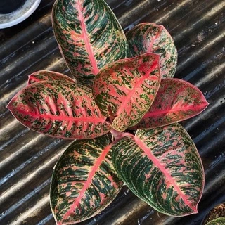 Produk PlantsParadise | Shopee Indonesia