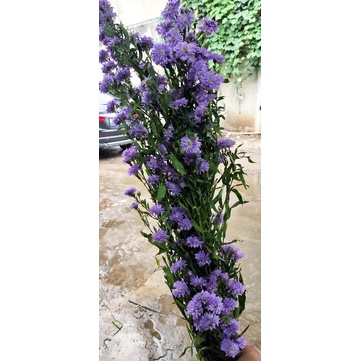 Jual pikok ungu 1 ikat | Shopee Indonesia