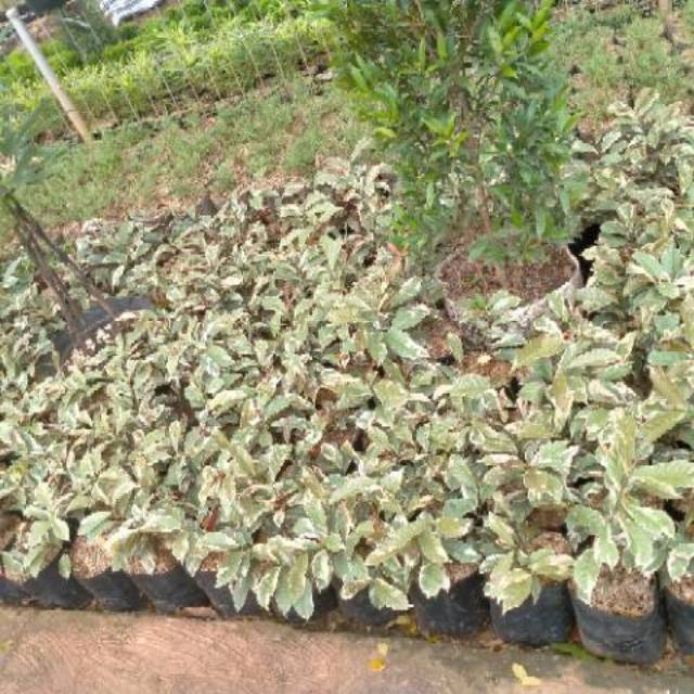 Jual Tanaman sambang dara, tanaman hias sambang dara pohon sambang dara ...