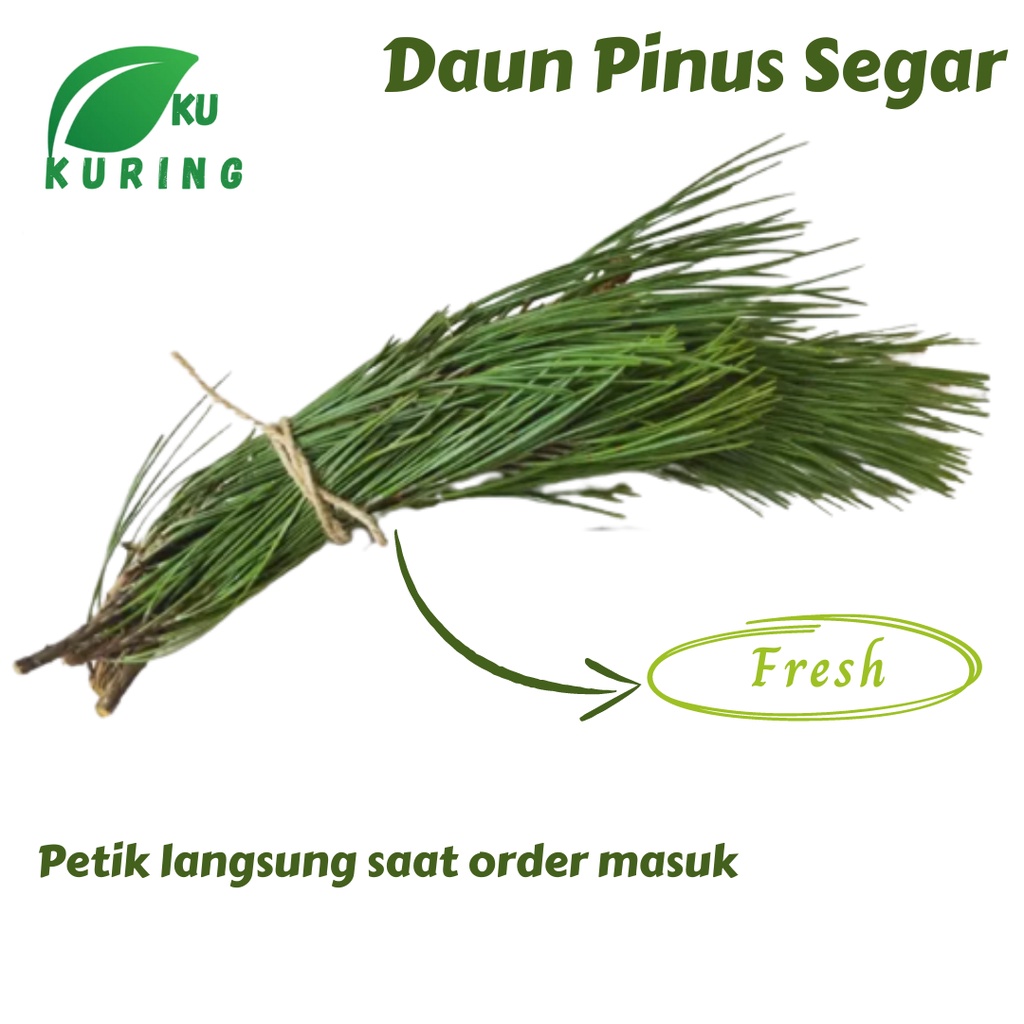 Jual KUKURING Daun Pinus Segar 1 Kg Murah [ Fresh produk ] - | Shopee ...