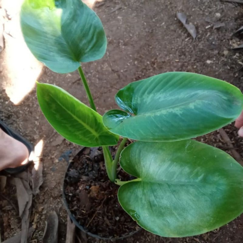 Jual Keladi perawan hutan | Shopee Indonesia