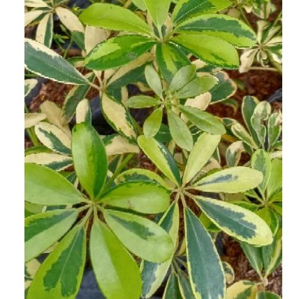 Jual Tanaman hias walisongo mini kuning varigatta | Shopee Indonesia