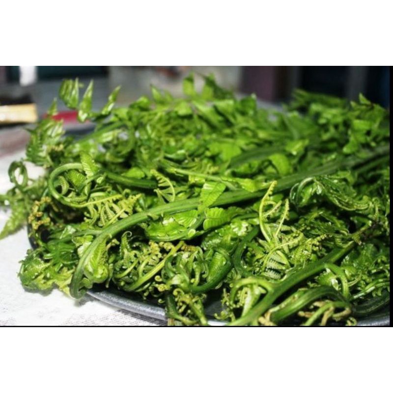 Jual Daun pakis segar by surga kebutuhan ku | Shopee Indonesia