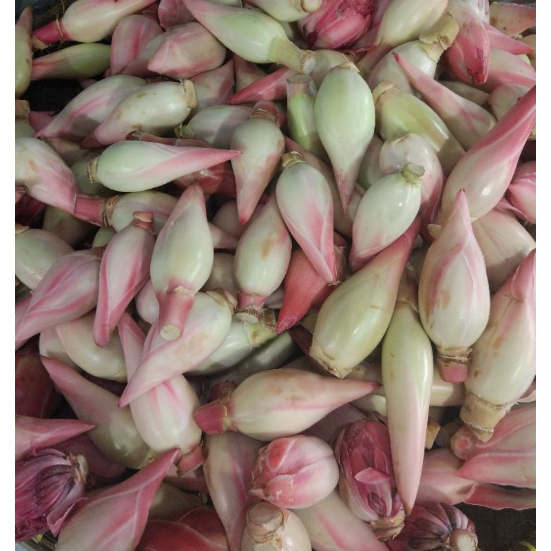 Jual Kecombrang Kincung Honje Kantan 250gr | Shopee Indonesia