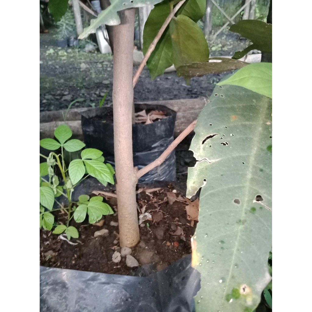 Jual Product Bibit Asal Cangkok Batang Besar Jambu Air Madu Deli H2O ...