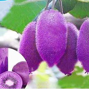 Jual Benih KIWI UNGU (isi-2) Import Biji Bibit Buah | Shopee Indonesia