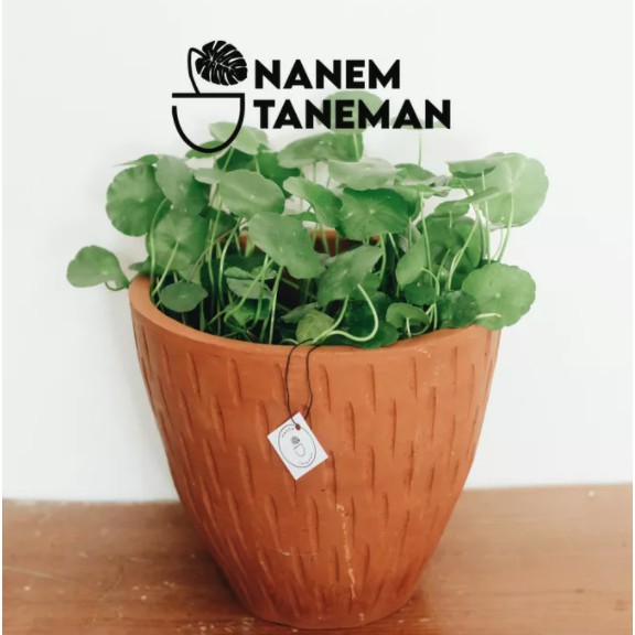 Jual Nanem Taneman - Pegagan Air Rimbun Lebat di Ember | Shopee Indonesia