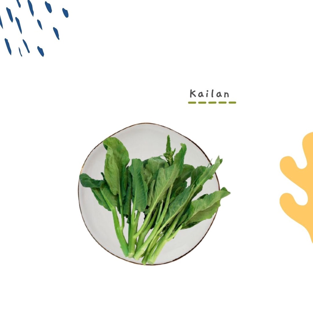 Jual DAUN SEGAR - KAILAN / SAYURAN KAILAN / KAILAN FRESH 250 GRAM ...