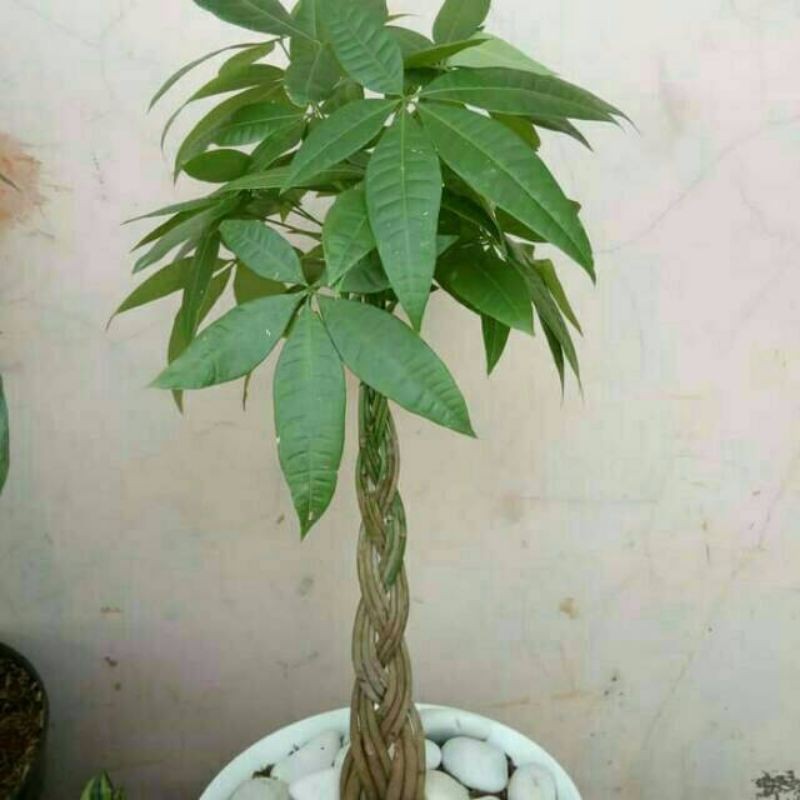 Jual Tanaman pacira kepang 6 pohon karet pacira pathcira money tree ...