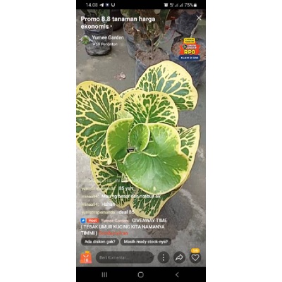 Jual live tgl 9 agustus @kak yunistirapernanda puring ( YELLOW STONE ...