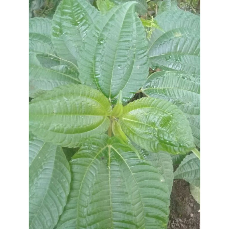 Jual Promo daun pohpohan segar untuk lalapan dan lain lain 500gram ...