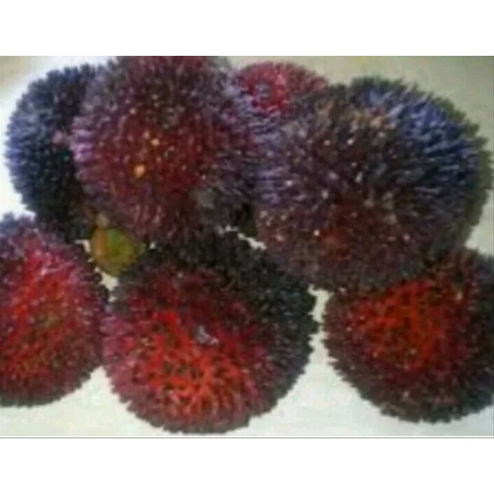 Jual Unik BIBIT POHON RAMBUTAN KAPULASAN BELANDA Berkualitas | Shopee ...