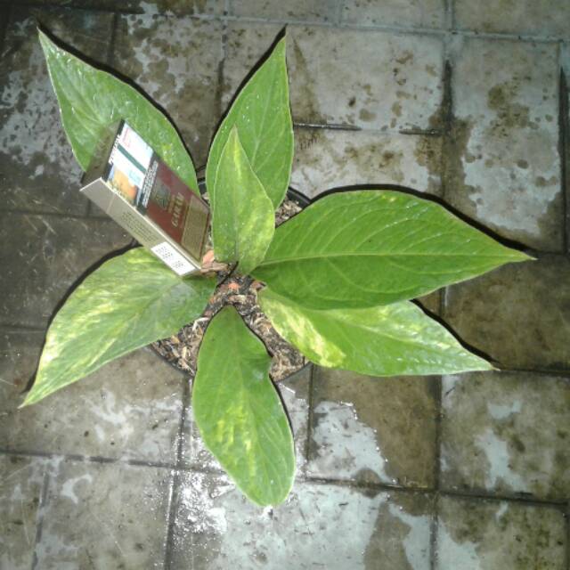 Jual Jenmani variegata cobra batik | Shopee Indonesia