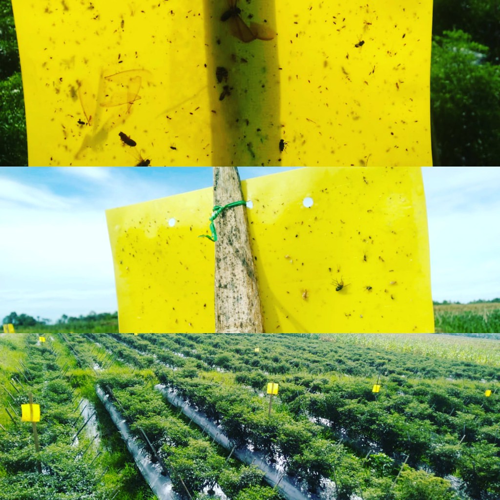 Jual LIKAT KUNING ( PERANGKAP HAMA KUTU KUTUAN) | Shopee Indonesia