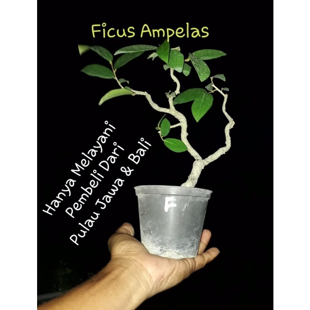 Jual Pohon Ficus Ampelas | Shopee Indonesia