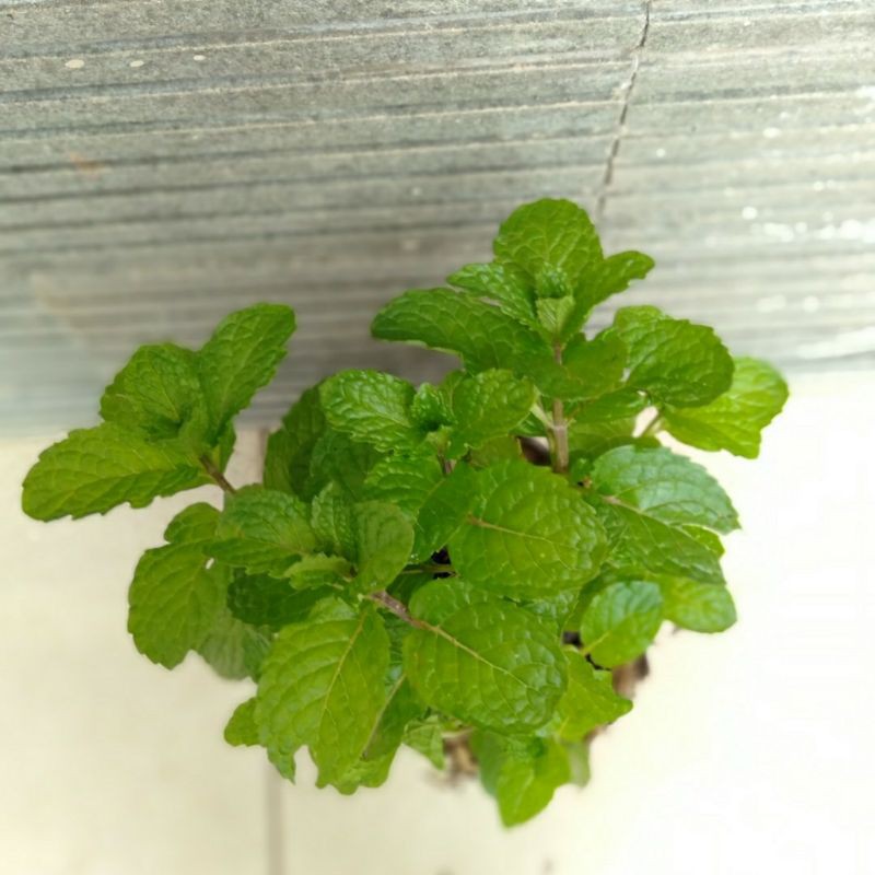 Jual Tanaman daun mint (rimbun) | Shopee Indonesia