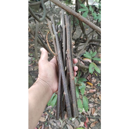 Jual Stek Batang bibit tanaman Jenu atau Tuba (beli 5 bonus 1) | Shopee ...