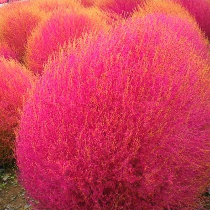 Jual ISI PAKET : 5 Bibit Tanaman Hias Rumput Merah Membara Benih Bunga ...